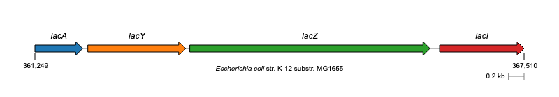 Gene Cluster Visualizations in R • geneviewer